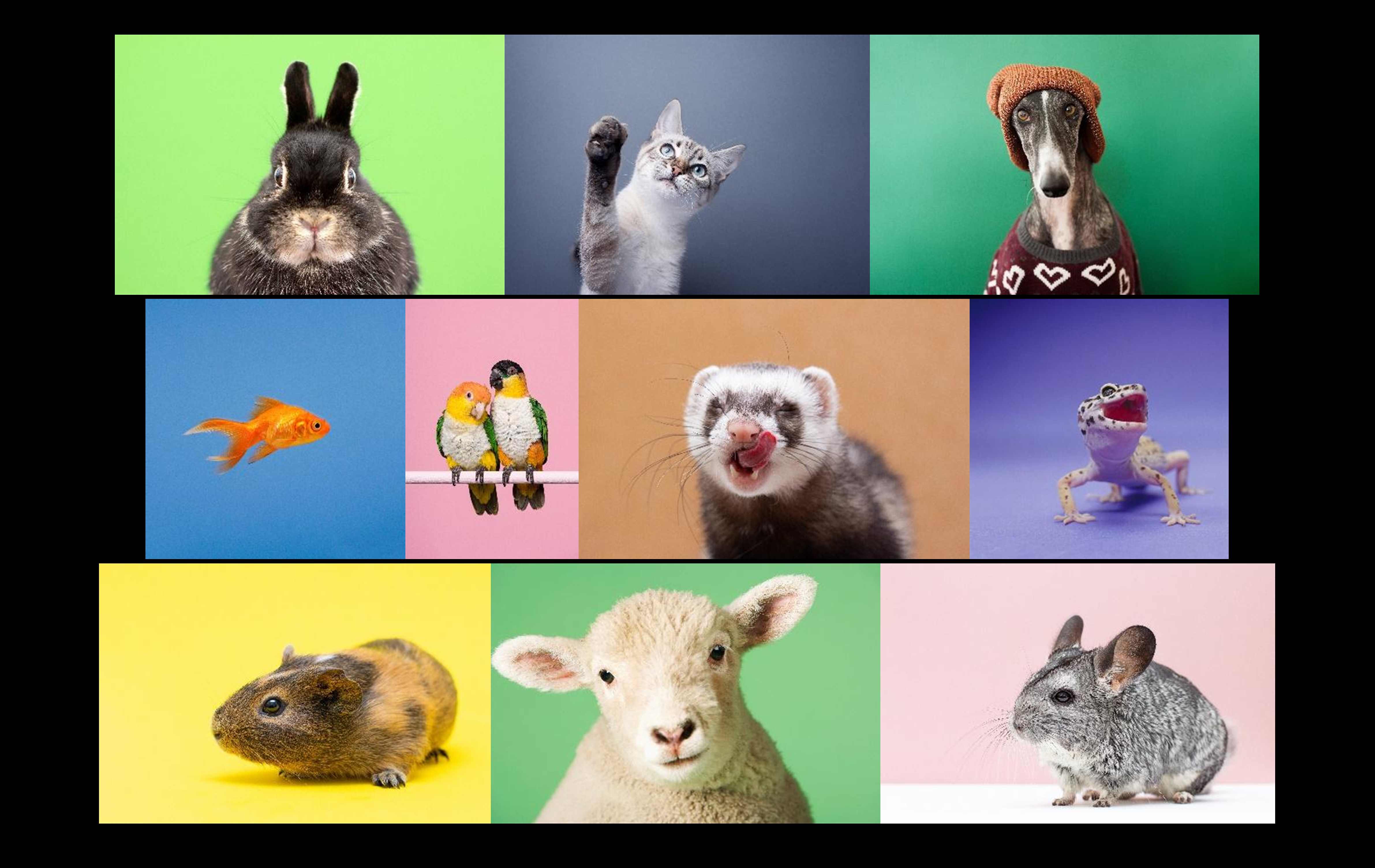Sunday service, August 24 – Blessing of the Animals - Unitarian ...